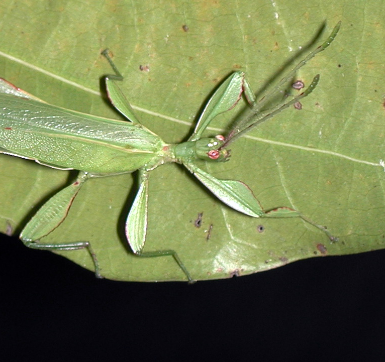 Orthoptera Species File - Phasmida