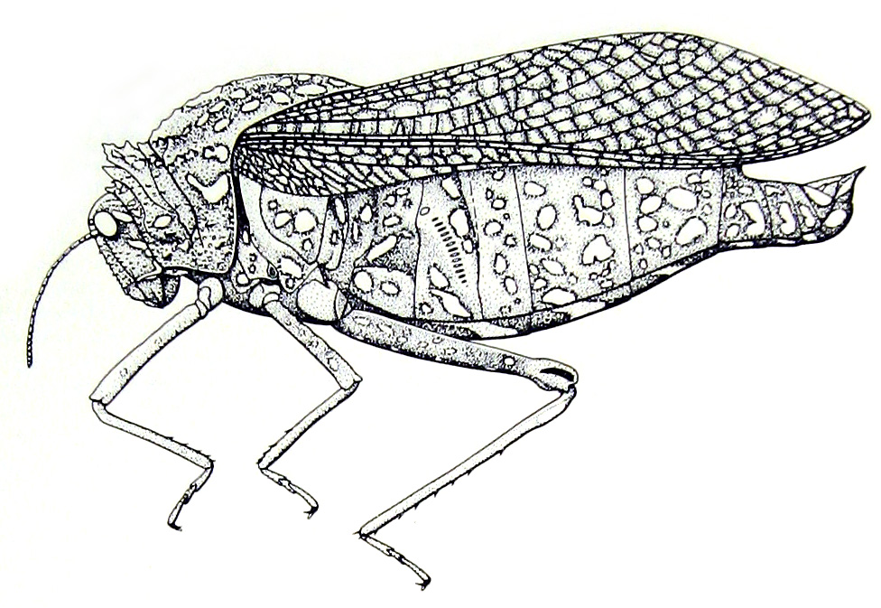 Orthoptera Species File - Physemacris variolosa (Linnaeus, 1758)