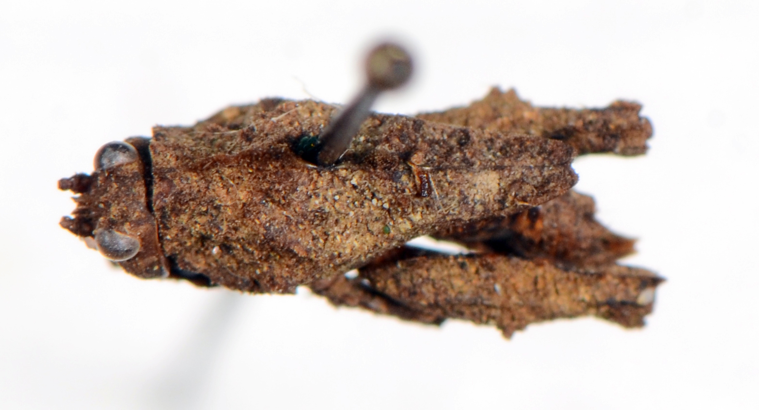 Orthoptera Species File - Kraengia apicalis Bolívar, 1909