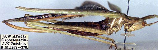 Orthoptera Species File - Clonia (Clonia) caudata Uvarov, 1942