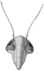TaxonPages: World Auchenorrhyncha Database - Alebroides ...
