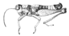 Orthoptera Species File - Episomacris pakitzae Carbonell & Descamps, 1978