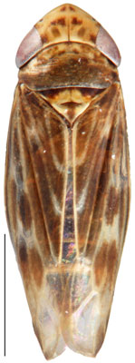 TaxonPages: World Auchenorrhyncha Database - Deltocephalini Fieber, 1869