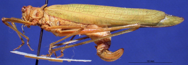 Orthoptera Species File - Elimaea (Elimaea) fallax Bey-Bienko, 1951