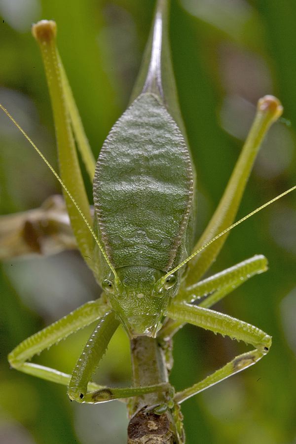 Orthoptera Species File - Phyllophorella woodfordi (Kirby, 1899)