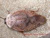 Cockroach Species File - Gyna lurida Saussure, 1899