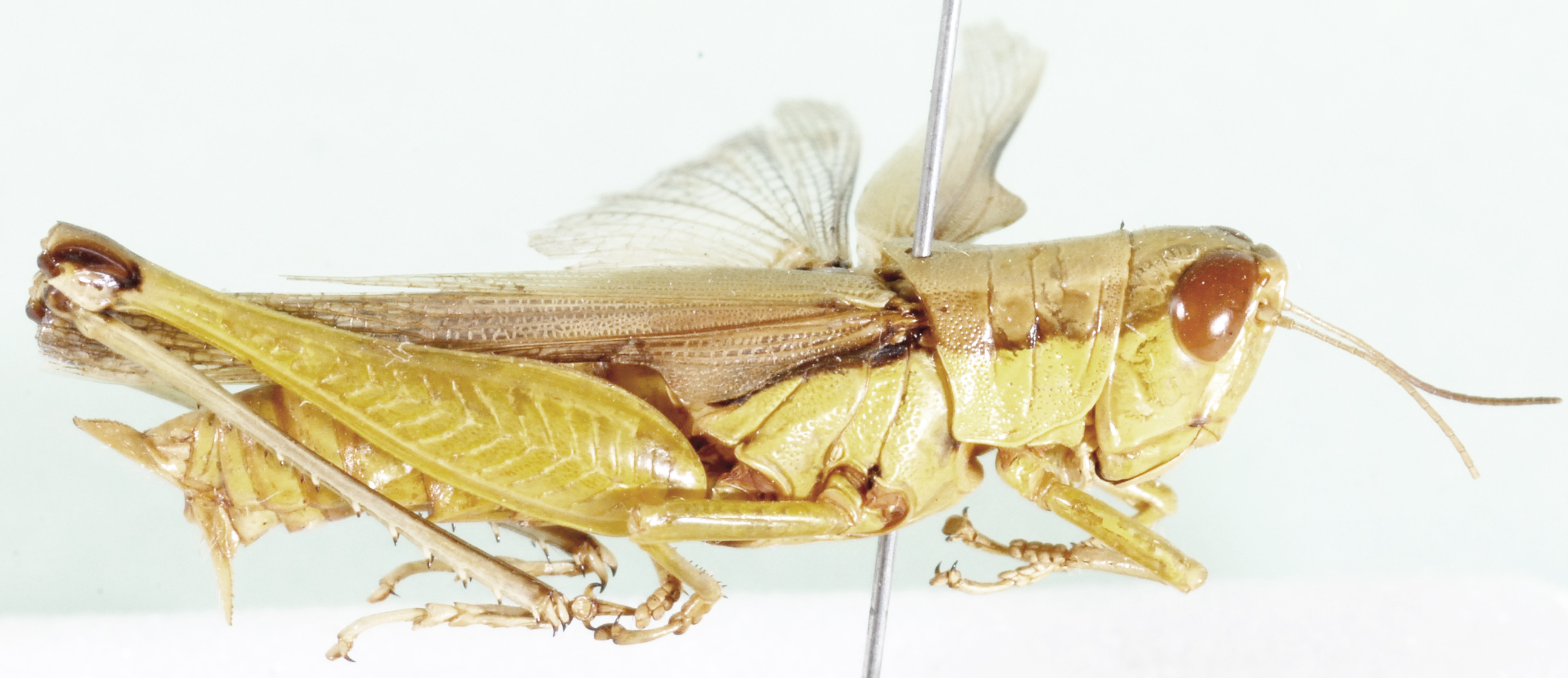 Orthoptera Species File - Oxya chinensis (Thunberg, 1815)