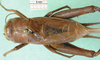 Orthoptera Species File - Teleogryllus (Macroteleogryllus) derelictus ...
