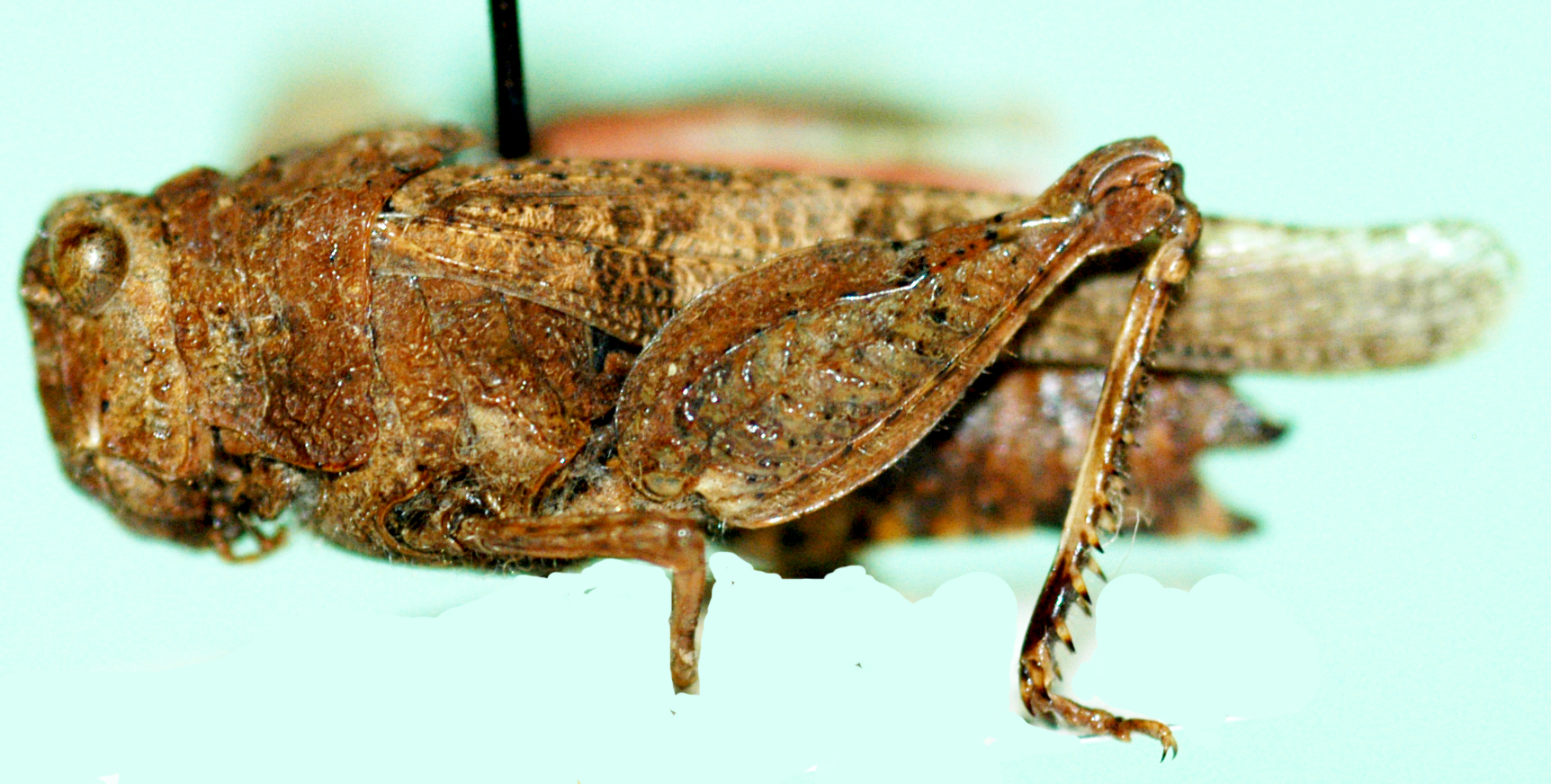 Orthoptera Species File - Tmetonota terrosa Saussure, 1888