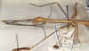 Phasmida Species File - Ophicrania cephalotes (Bates, 1865)