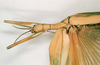Phasmida Species File - Tropidoderus gracilifemur (Sjöstedt, 1918)