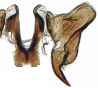 TaxonPages: World Auchenorrhyncha Database - Hecalus Stål, 1864