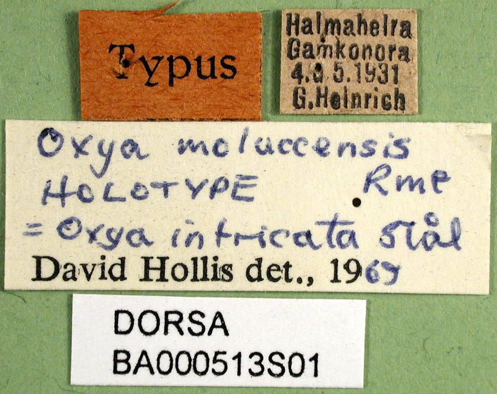 Orthoptera Species File - Oxya intricata (Stål, 1861)