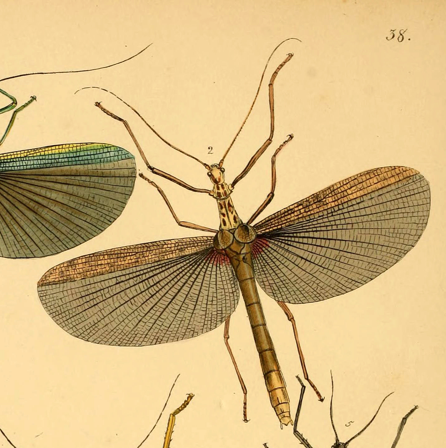 Phasmida Species File - Trachythorax Redtenbacher, 1908
