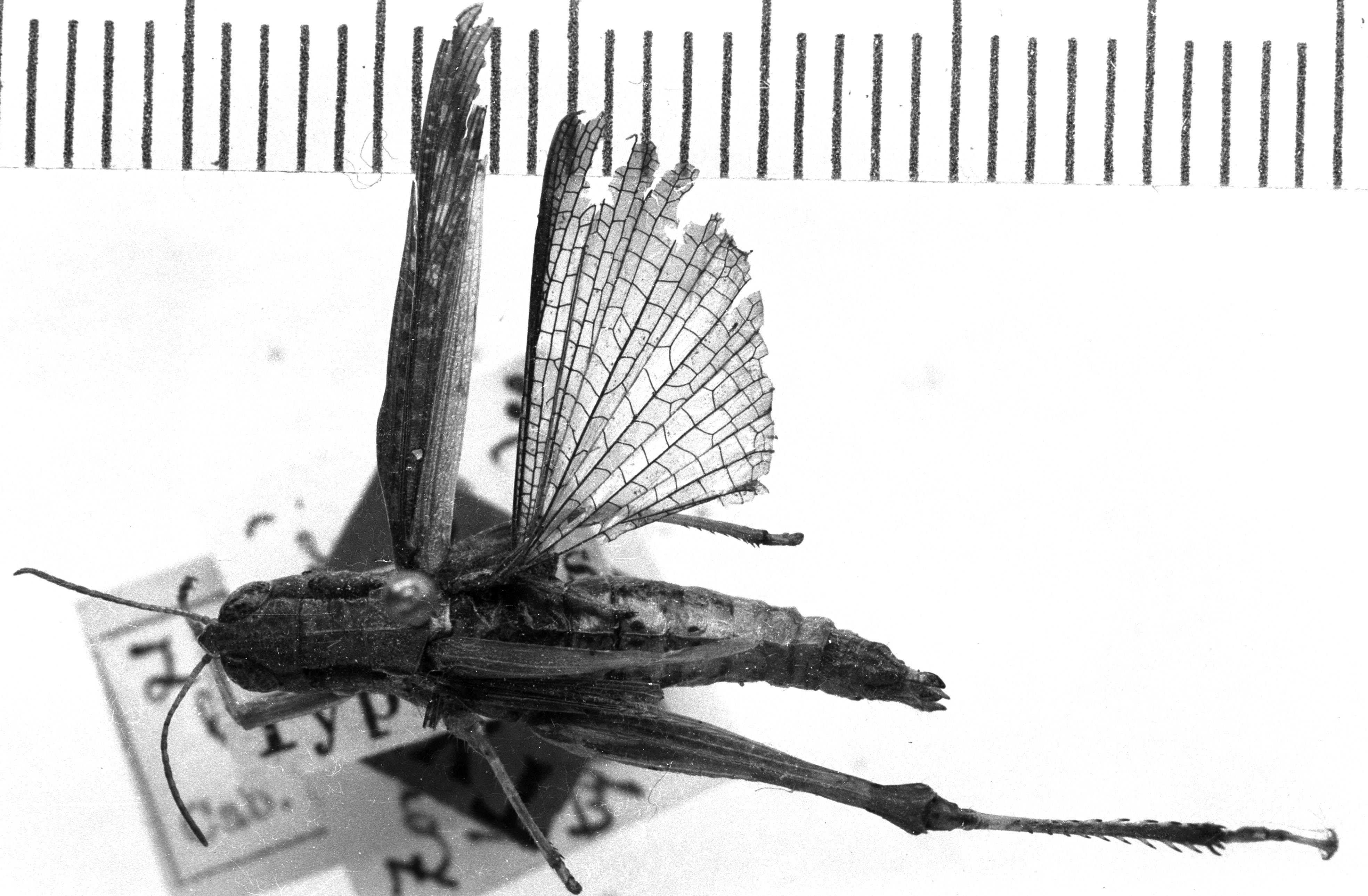 Orthoptera Species File - Orphulella concinnula (Walker, 1870)