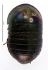 Cockroach Species File - Perisphaerus glomeriformis Lucas, 1862