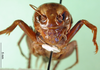 Orthoptera Species File - Teleogryllus (Macroteleogryllus) derelictus ...
