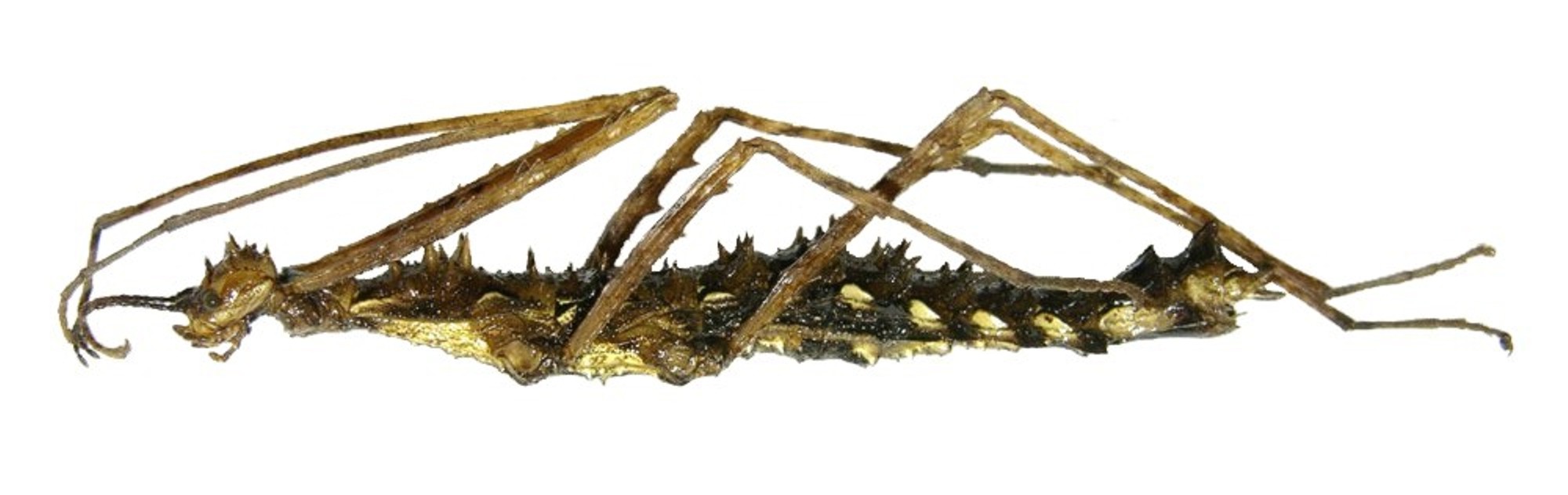 Phasmida Species File - Cnipsomorpha Hennemann, Conle, Zhang & Liu, 2008