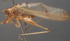 Orthoptera Species File - Hexacentrus australis Redtenbacher, 1891