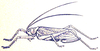 Orthoptera Species File - Hexacentrus femoralis Dohrn, 1905