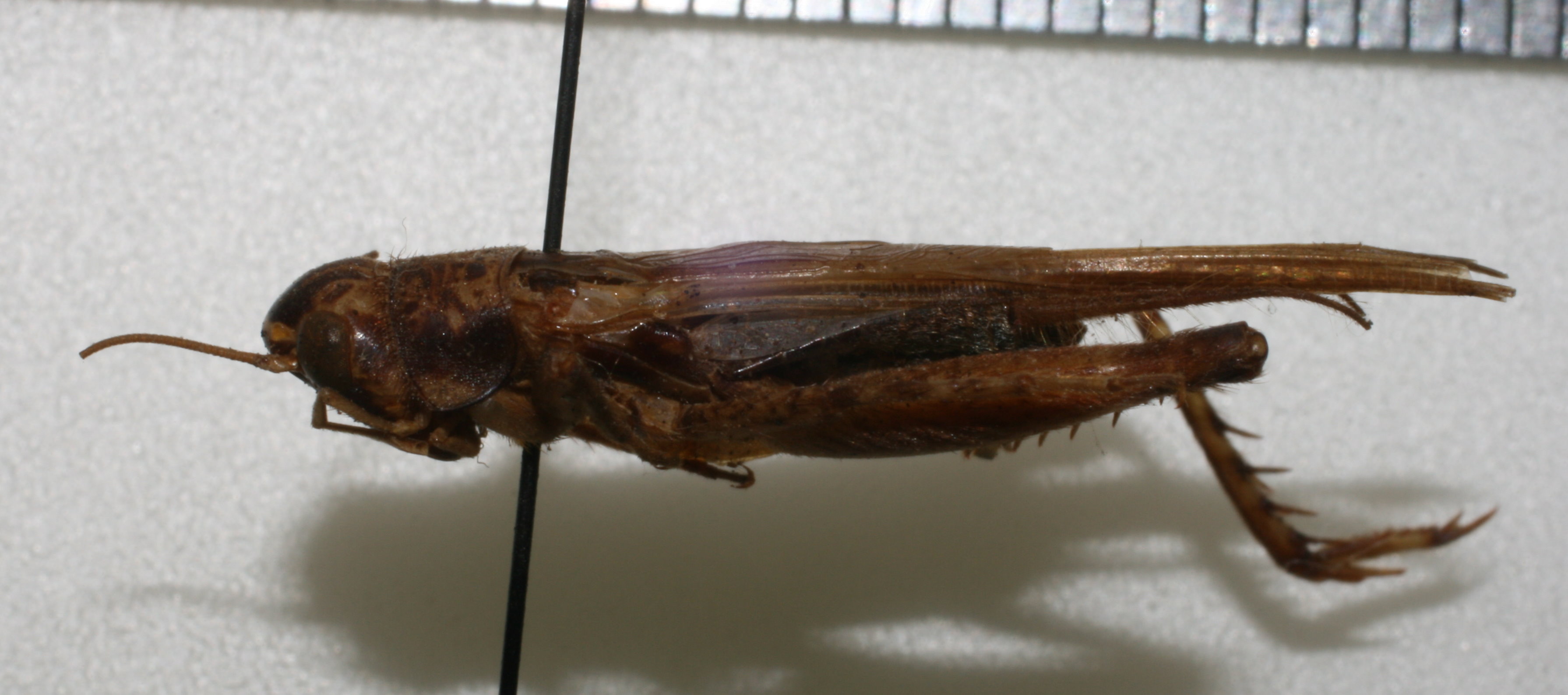 Orthoptera Species File - Loxoblemmus (Loxoblemmus) formosanus Shiraki ...