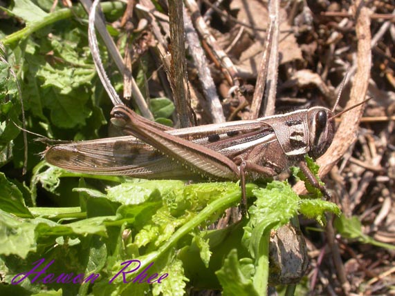 Orthoptera Species File - Patanga japonica (Bolívar, 1898)