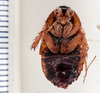 Cockroach Species File - Eurycotis lacernata Cabrera, 1922