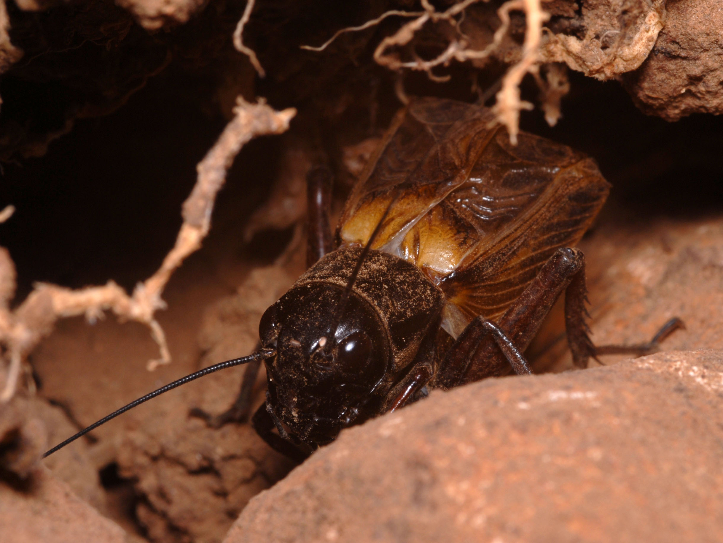Orthoptera Species File - Gryllus (Gryllus) bimaculatus De Geer, 1773