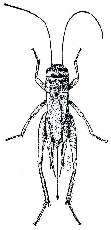 Orthoptera Species File - Acheta domesticus (Linnaeus, 1758)