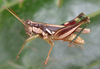 Orthoptera Species File - Dichroplus intermedius Ronderos, 1976