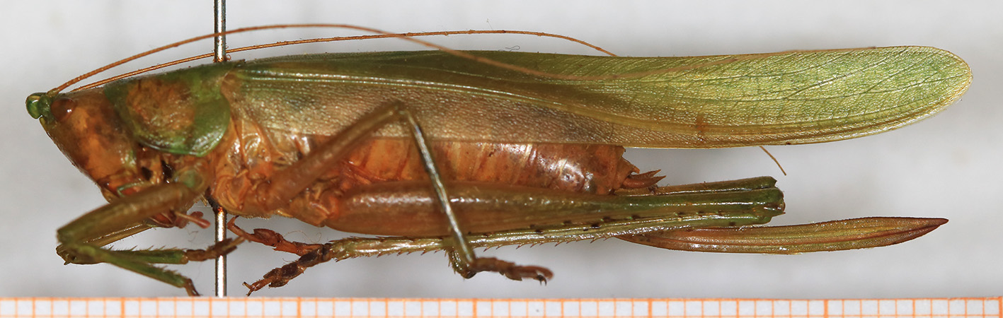 Orthoptera Species File - Neoconocephalus brunneri (Redtenbacher, 1891)