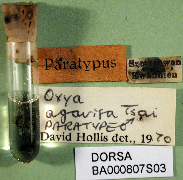 Orthoptera Species File - Oxya agavisa Tsai, 1931