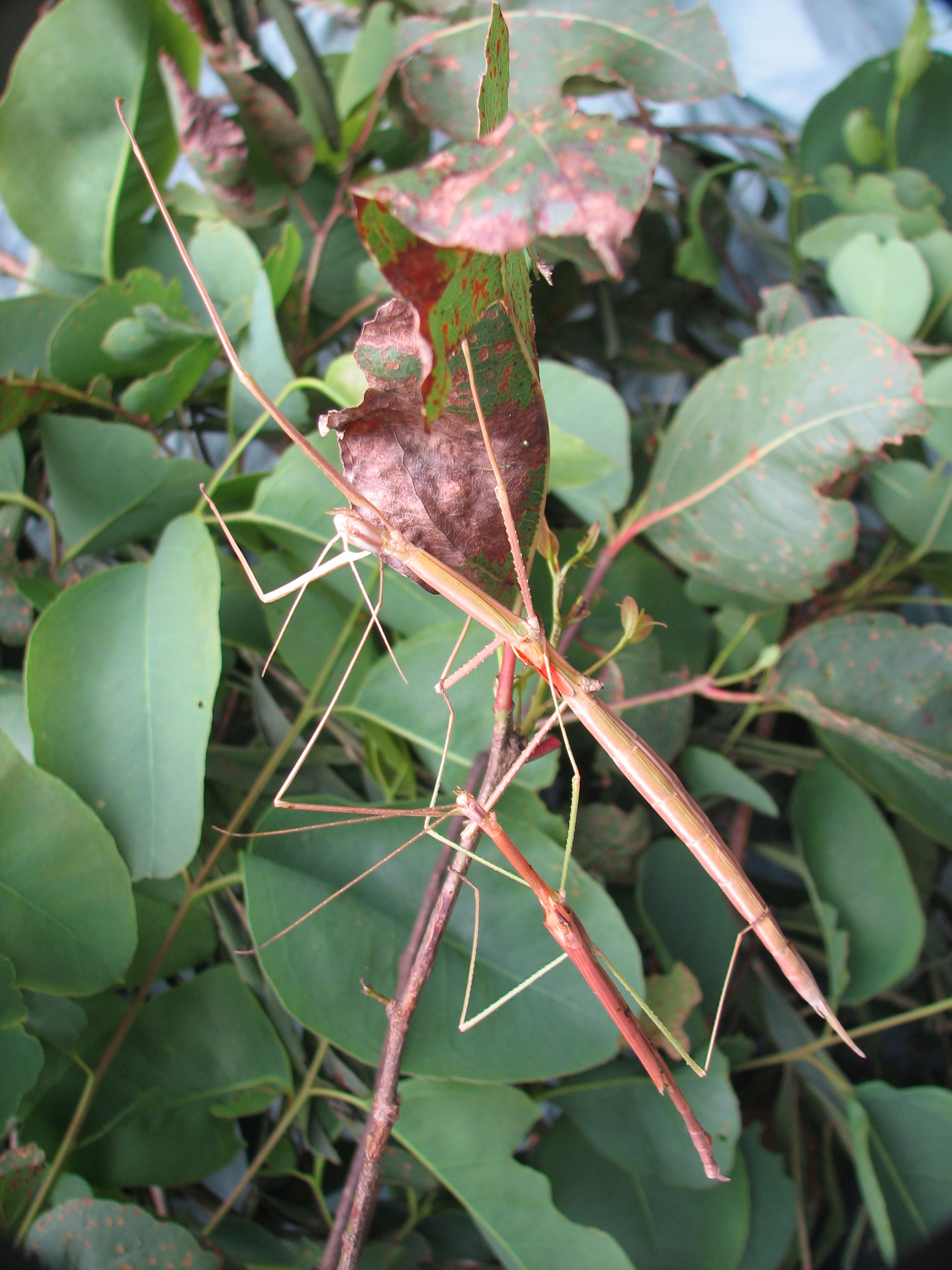 Phasmida Species File - Vasilissa Kirby, 1896