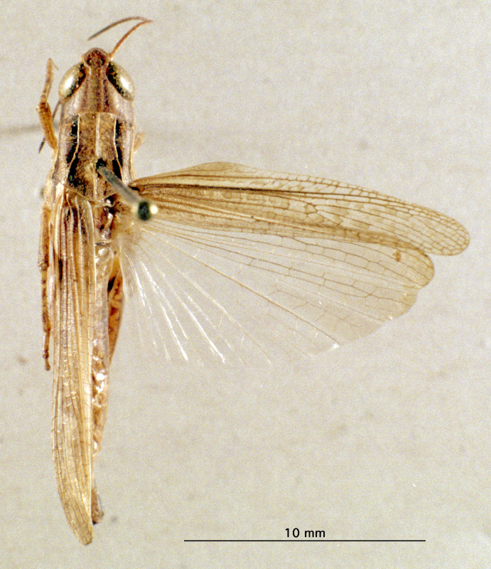 Orthoptera Species File - Aulacobothrus taeniatus Bolívar, 1902