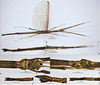 Phasmida Species File - Parasinophasma ledongense Wen, Qian, Xie, Chen ...