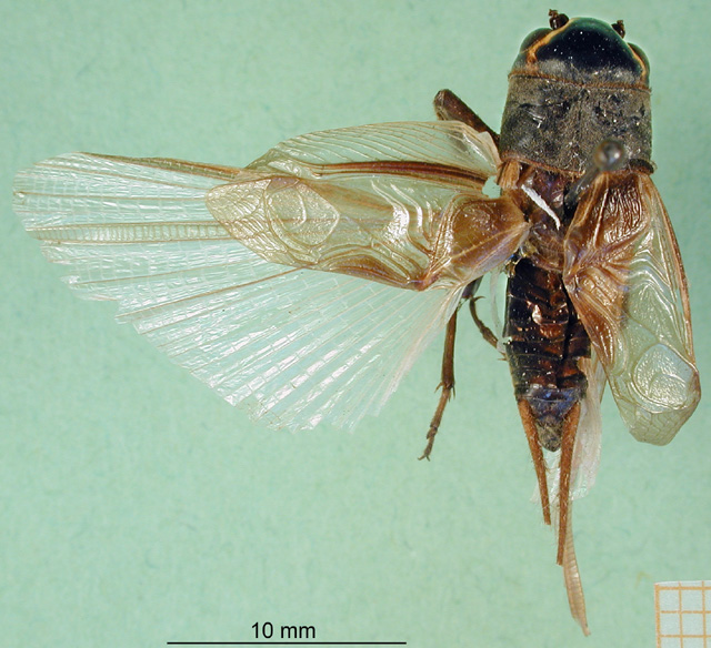 Orthoptera Species File - Teleogryllus (Brachyteleogryllus) occipitalis ...