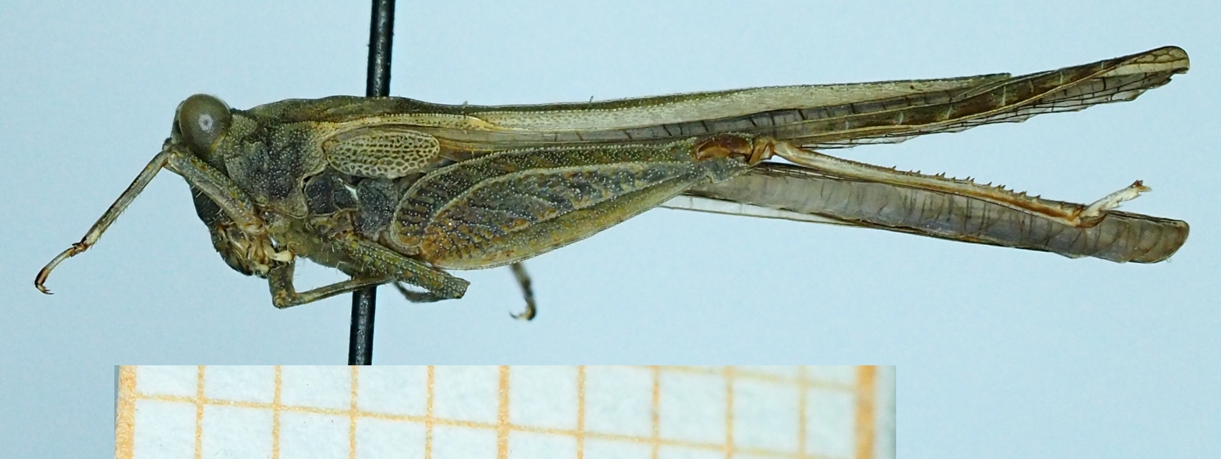 Orthoptera Species File - Paratettix histricus (Stål, 1861)