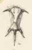 TaxonPages: World Auchenorrhyncha Database - Poppea concinna Fowler, 1895