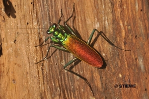 Metallyticus splendidus