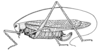 Orthoptera Species File - Elimaea (Elimaea) fallax Bey-Bienko, 1951