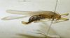 Orthoptera Species File - Elimaea (Poaefoliana) poaefolia (Haan, 1843)