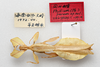 Phasmida Species File - Cryptophyllium parum (Liu, 1993)
