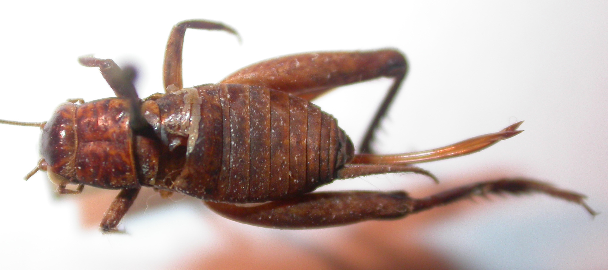 Orthoptera Species File - Odontogryllus niger Giglio-Tos, 1898