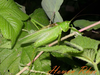 Orthoptera Species File - Tettigonia dolichoptera Mori, 1933